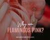 Meaning Of Pink: Color Psychology And Symbolism - Sensational Color