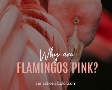 Meaning Of Pink: Color Psychology And Symbolism - Sensational Color