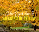 Meaning Of Yellow: Color Psychology And Symbolism Explained