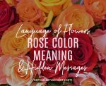 Rose Color Meaning And Hidden Messages - Sensational Color