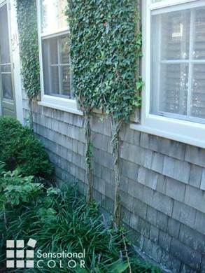 These are the Best Green Shutters Ever - Sensational Color