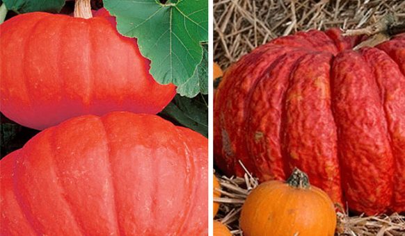 Pumpkin Colors: Beyond Orange - Sensational Color