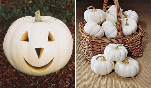 Pumpkin Colors: Beyond Orange - Sensational Color